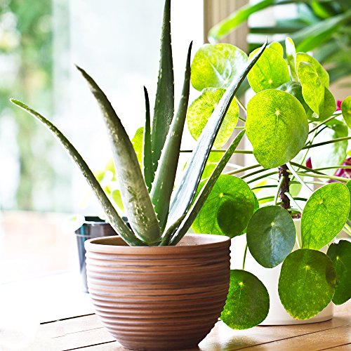 Aloe Vera Potted House Plant Easy to Grow Your Own Succulent Plant Indoors Producing a Soothing ...